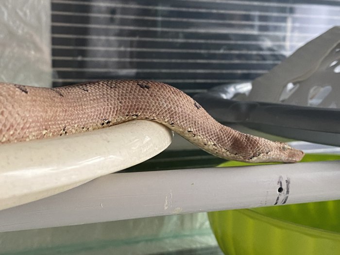 Prodam Solomon Island Ground Boa - Candoia carinata paulsoni x2. Cena ...