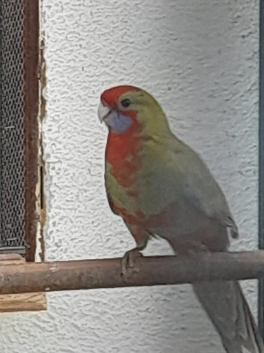 Prodám - Deštná (Blansko), Prodám | ChovZvířat.cz