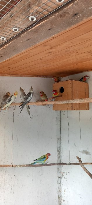 Prodám - Kamenný Újezd (část) (České Budějovice), Prodám | ChovZvířat.cz