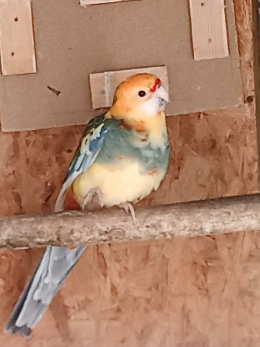 Prodám - Chotutice (Kolín), Prodám | ChovZvířat.cz