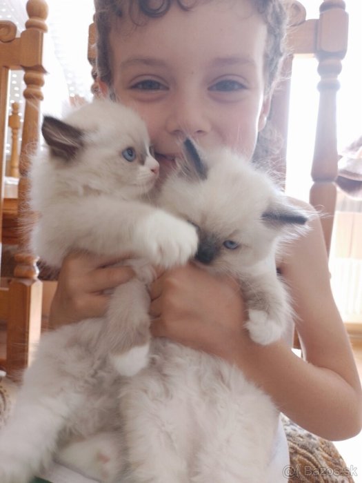 Prodám kotě ragdoll - Josefov (Hlavní město Praha), Prodám | ChovZvířat.cz