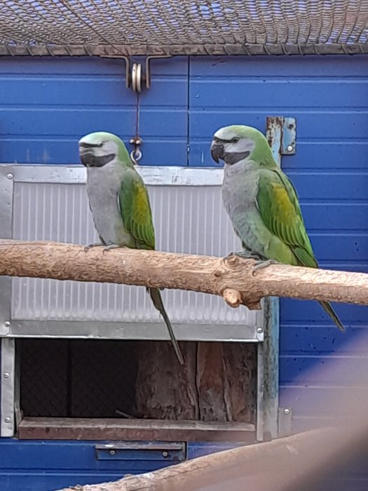 Alexandr cinsky - Dolní Ředice (Pardubice), Prodám | ChovZvířat.cz