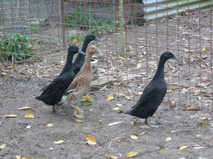 Indický běžec-kačeny - Dašice (část) (Pardubice), Prodám | ChovZvířat.cz