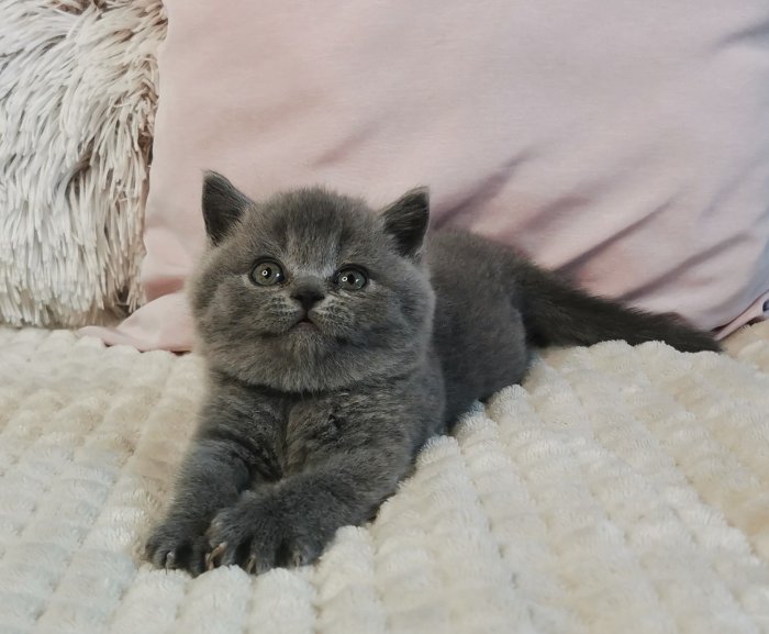 Britská modrá koťata s PP - Příbram I (Příbram), Prodám | ChovZvířat.cz