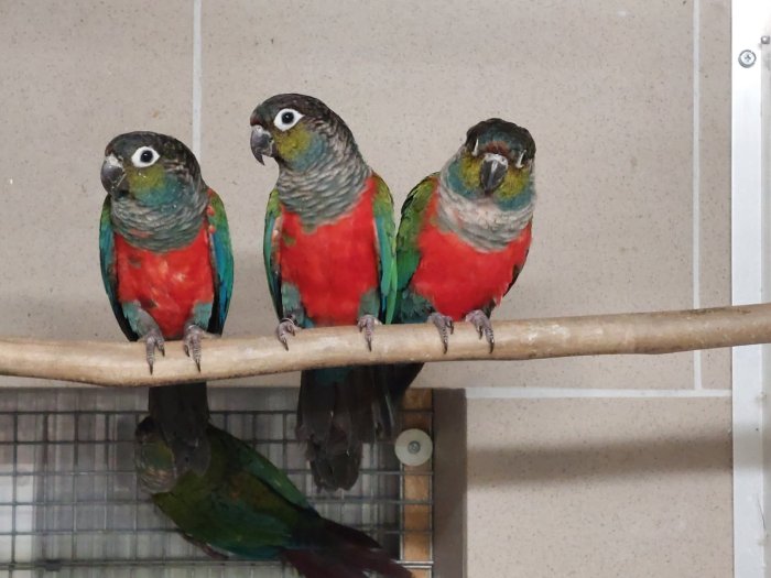 Pyrrhura/Pyrura/Forpus/Ryžovník - Harichovce (Spišská Nová Ves), Prodám ...