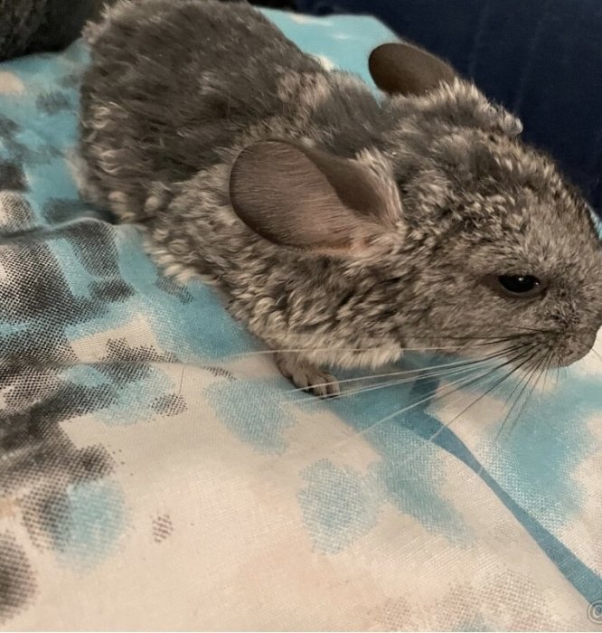 Prodam činčilu - Horní Smržov (Blansko), Prodám | ChovZvířat.cz