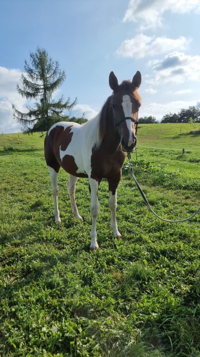 KLISNA APH - Frýdlant (Liberec), Prodám | ChovZvířat.cz