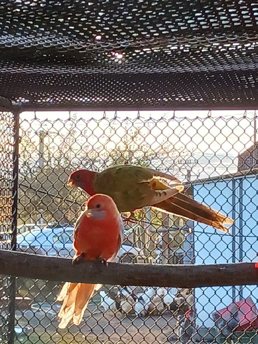 Penant,Kralovsky - Lomnice nad Lužnicí (část) (Jindřichův Hradec ...