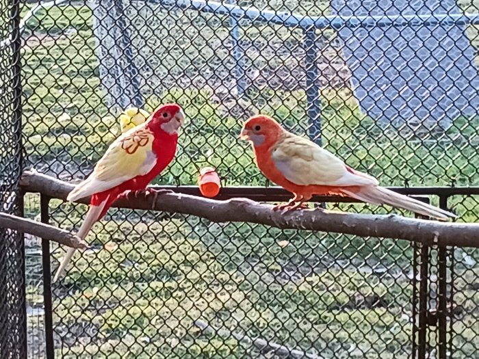 Penant,Kralovsky - Lomnice nad Lužnicí (část) (Jindřichův Hradec ...