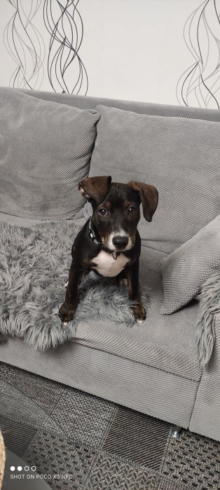 Prodám fenku Pitbull starou 4 měsíce - Šumbark (Karviná), Prodám ...