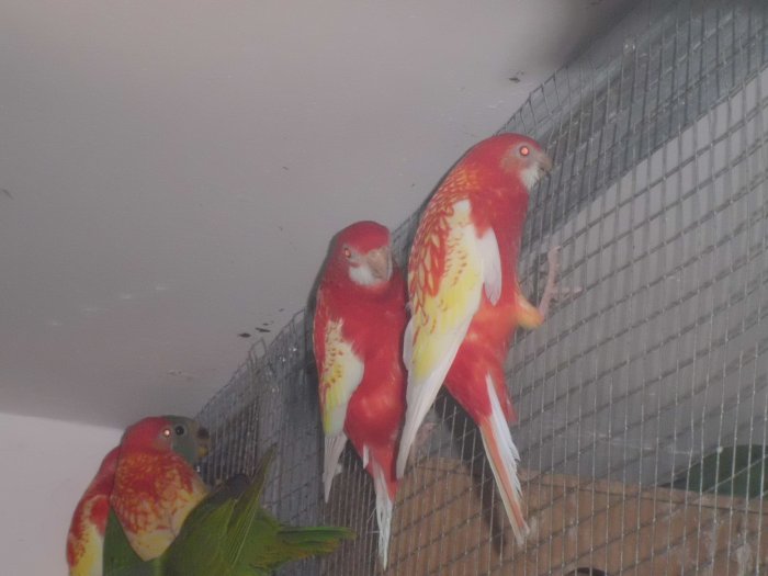 Rosela pestra Rubino - Blatná (Strakonice), Prodám | ChovZvířat.cz