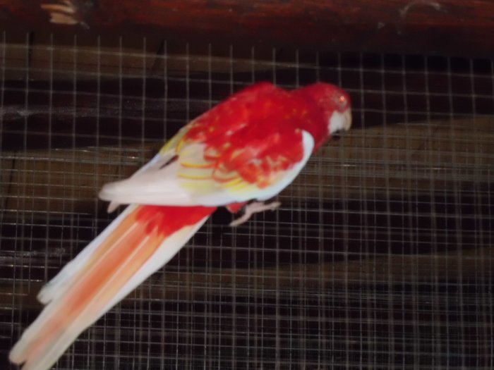 Rosela pestra Rubino - Blatná (Strakonice), Prodám | ChovZvířat.cz