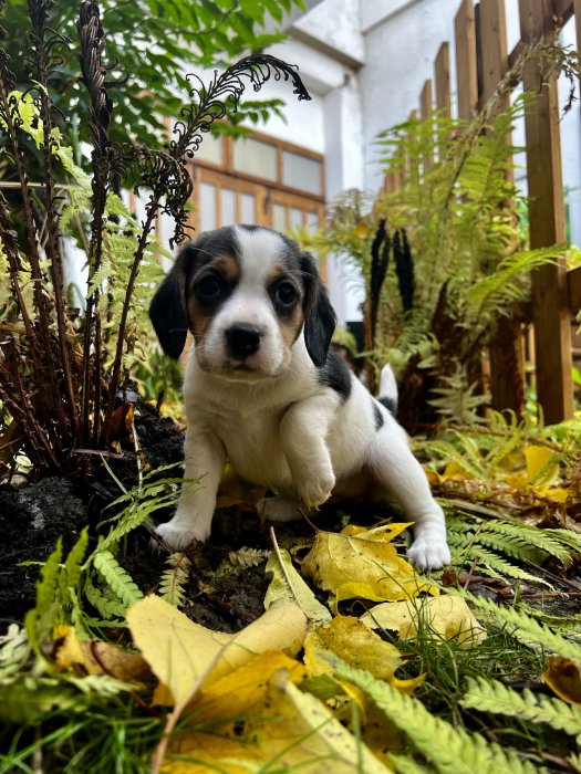 Štěně bígl - Prakšice (Uherské Hradiště), Prodám | ChovZvířat.cz