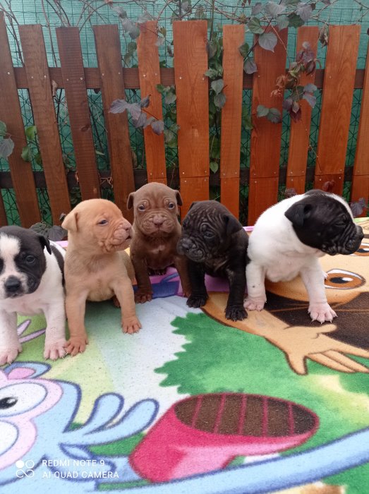 Americký Buldok - Horní Věstonice (Břeclav), Prodám | ChovZvířat.cz