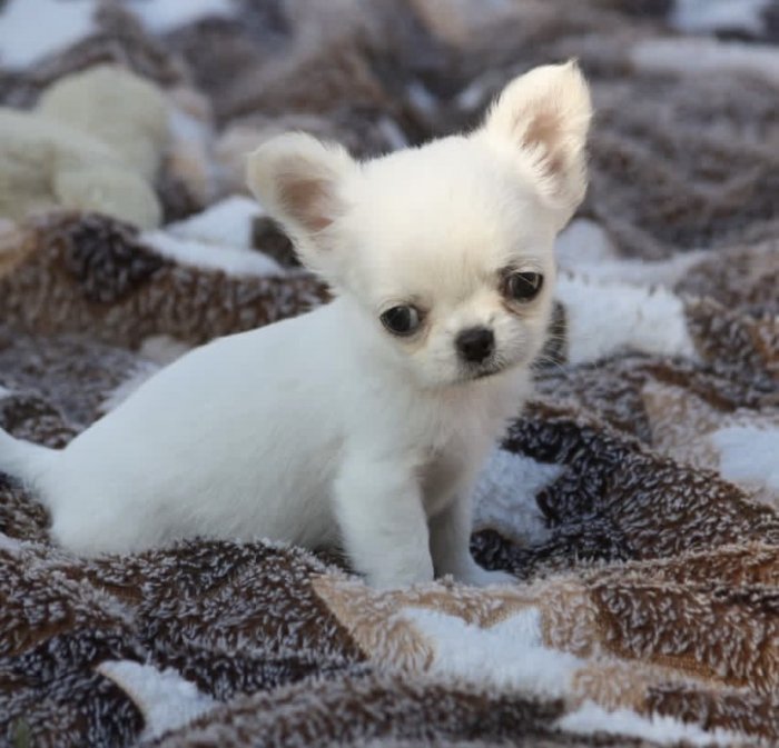 Čivava - Mini Mini - Josefov (Hlavní město Praha), Prodám | ChovZvířat.cz
