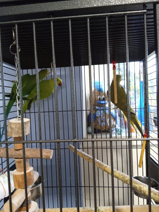 Alexandr maly - Bžany (Teplice), Prodám | ChovZvířat.cz