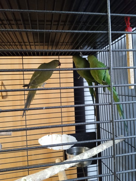 Alexandr maly - Bžany (Teplice), Prodám | ChovZvířat.cz