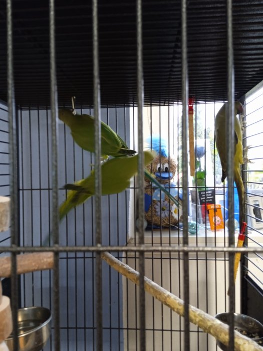 Alexandr maly - Bžany (Teplice), Prodám | ChovZvířat.cz