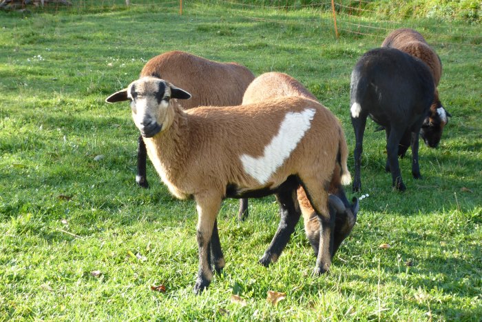 Kamerunská ovce - Chuchelna (Semily), Prodám | ChovZvířat.cz