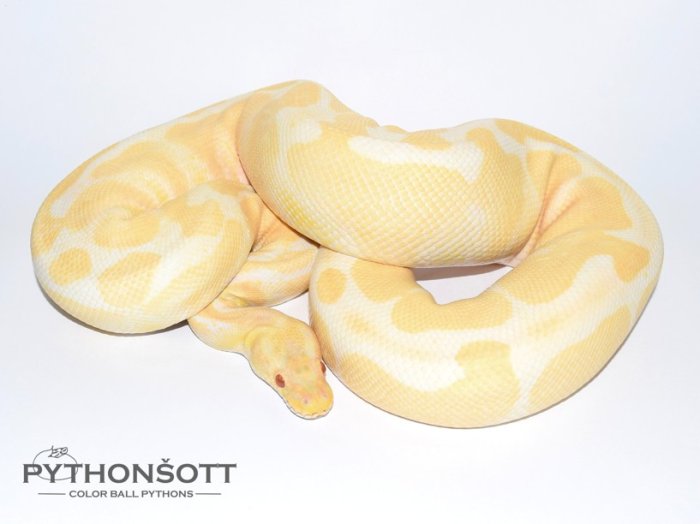 KRAJTA KRÁLOVSKÁ - Python regius - Drozdov (Beroun), Prodám | ChovZvířat.cz