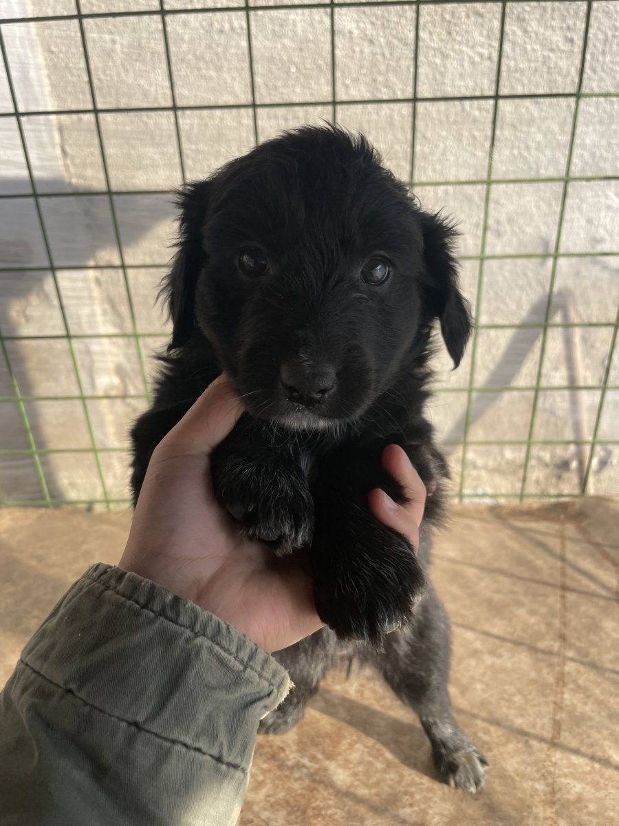 Border kolie štěňátka - Prosenická Lhota (Příbram), Prodám - ChovZvířat.cz