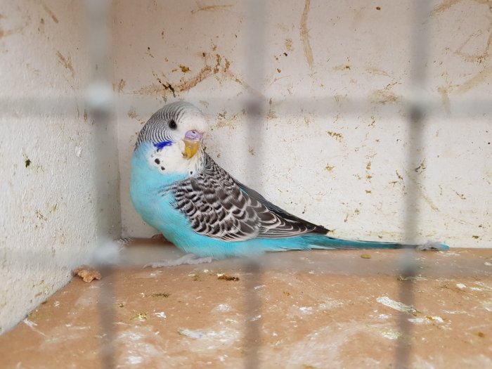 Andulky - Bolatice (Opava), Prodám - ChovZvířat.cz