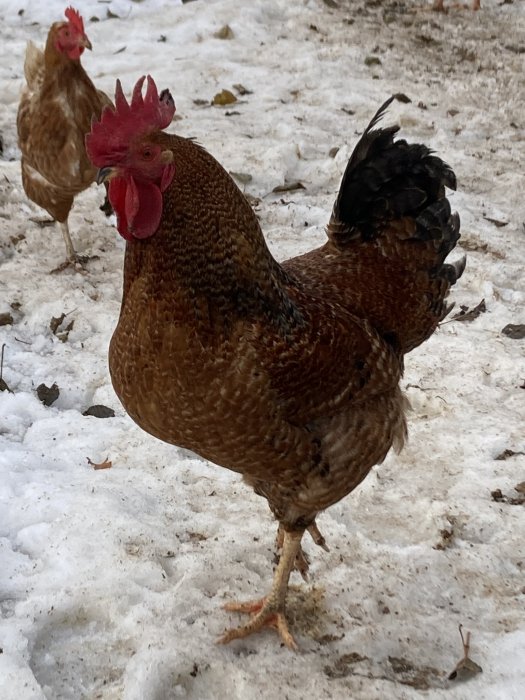 Kohout - Unhošť (Kladno), Prodám | ChovZvířat.cz