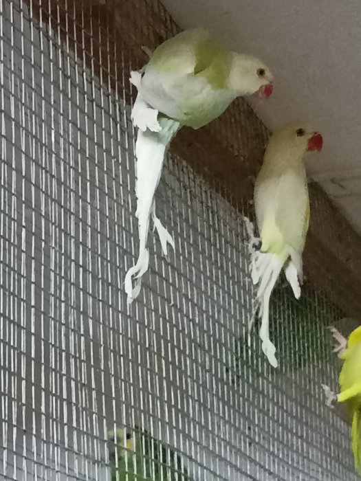 Alexandr maly,cinsky - Horní Lhota (Ostrava - město), Prodám ...