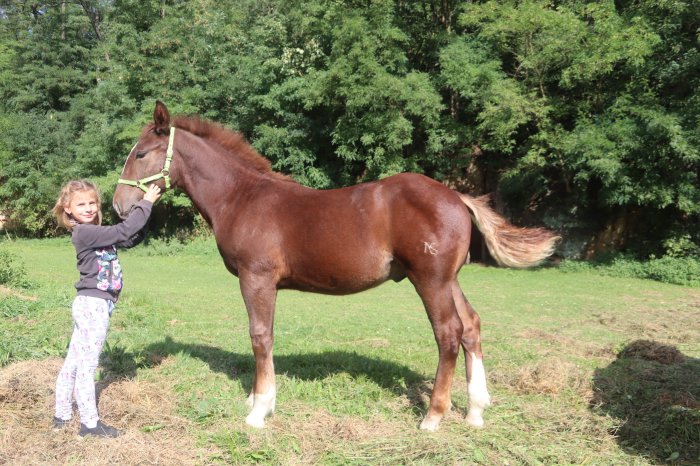Slezský norik - Mšeno (Mělník), Prodám | ChovZvířat.cz