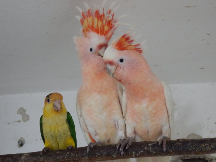 Prodám - Boršice (Uherské Hradiště), Prodám | ChovZvířat.cz