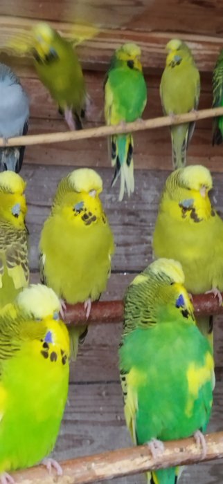 Výstavní andulky - Dolní Břežany (Praha - západ), Prodám | ChovZvířat.cz