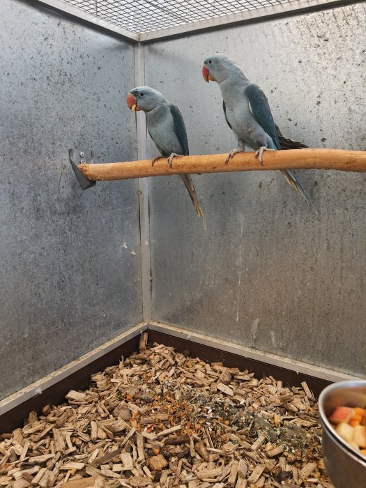 Alexander Velky - Partizánske (Partizánske), Různé | ChovZvířat.cz