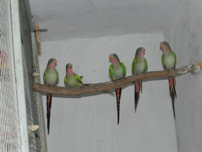 Prodám papoušek Alexandrin - Dačice I (Jindřichův Hradec), Prodám ...