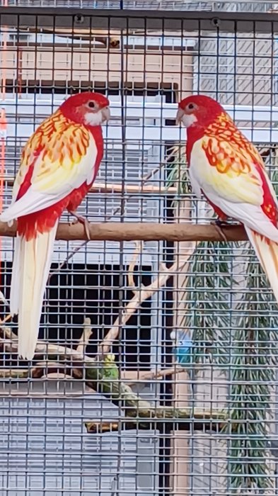 Rosela pestrá rubino - Libčice nad Vltavou (Praha - západ), Prodám ...