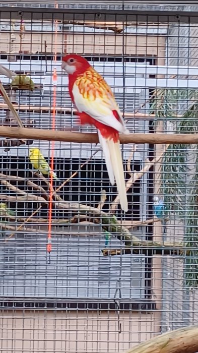 Rosela pestrá rubino - Libčice nad Vltavou (Praha - západ), Prodám | ChovZvířat.cz