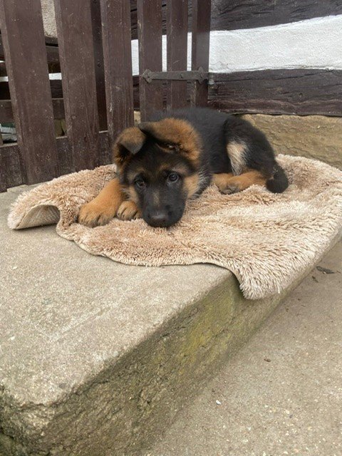 Stenata německých ovcaku - Sobotka (Jičín), Prodám | ChovZvířat.cz