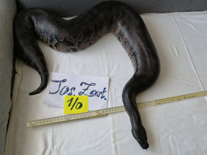 Python curtus curtus - Štěchovice (Praha - západ), Prodám | ChovZvířat.cz