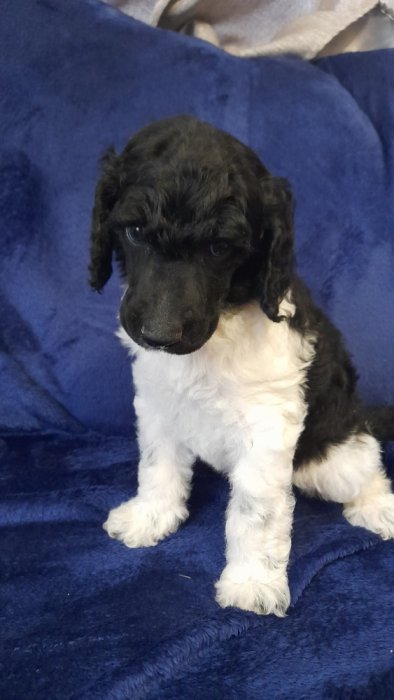 Pudl velký /královský/ - Horní Dubňany (Znojmo), Prodám | ChovZvířat.cz