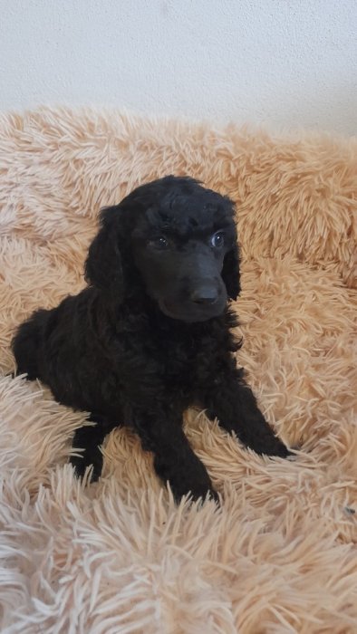 Pudl velký /královský/ - Horní Dubňany (Znojmo), Prodám | ChovZvířat.cz