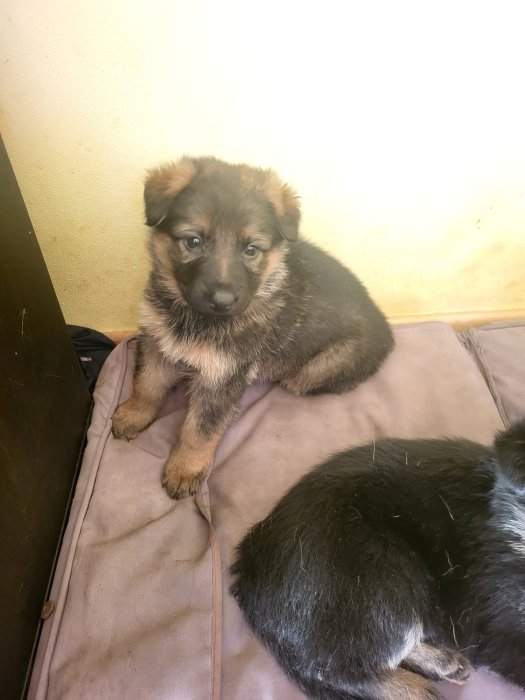 Prodej štěně německý ovčák - fenky - Hlohovice (Rokycany), Prodám ...