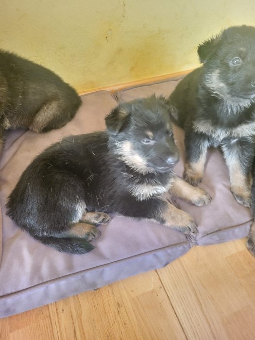 Prodej štěně německý ovčák - fenky - Hlohovice (Rokycany), Prodám ...