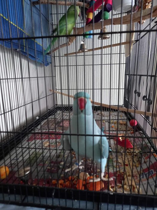 Alexandr maly - Prostřední Suchá (Karviná), Prodám | ChovZvířat.cz