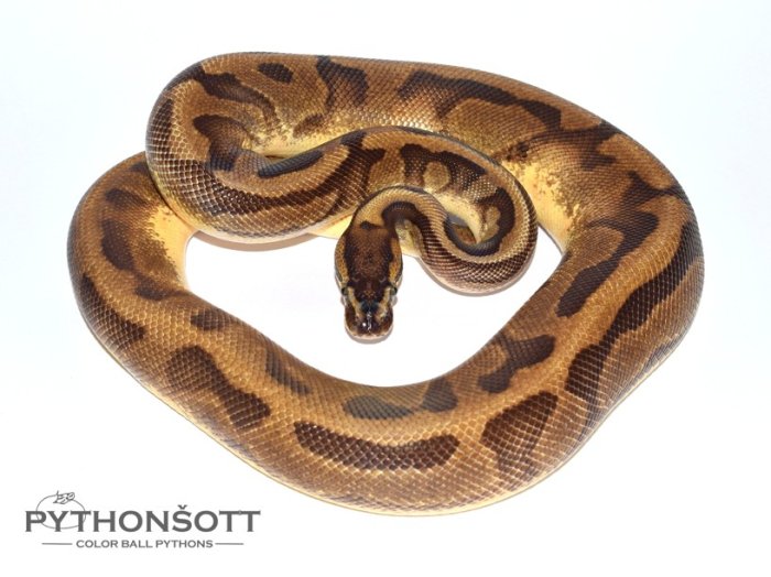 KRAJTA KRÁLOVSKÁ - Python regius - Drozdov (Beroun), Prodám - ChovZvířat.cz