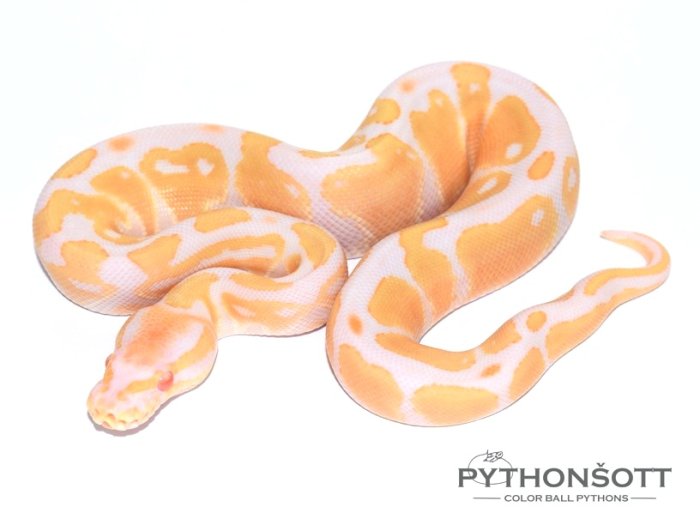 KRAJTA KRÁLOVSKÁ - Python regius - Drozdov (Beroun), Prodám | ChovZvířat.cz