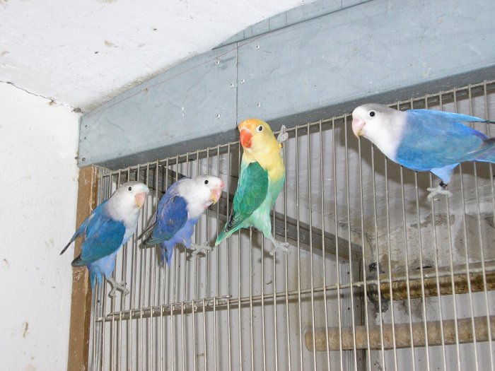 Agapornis Fišeri - Zborovice (Kroměříž), Prodám | ChovZvířat.cz