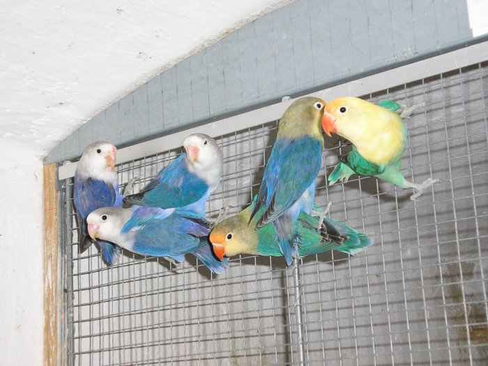 Agapornis Fišeri - Zborovice (Kroměříž), Prodám | ChovZvířat.cz