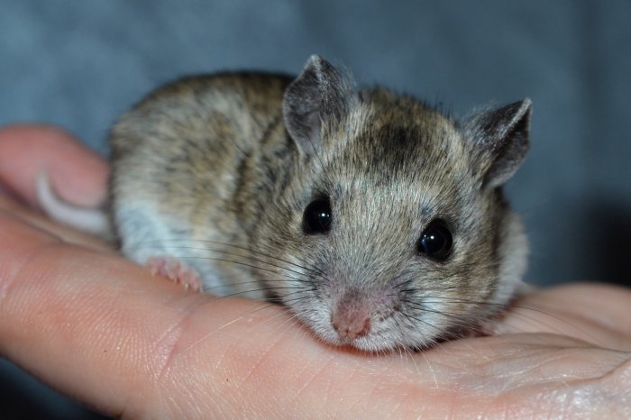 Jumpy - křečík čínský s PP - Veleslavín (Hlavní město Praha), Prodám ...