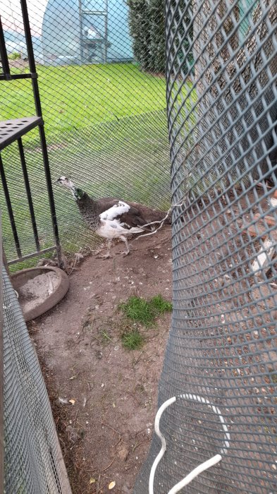 Pávice - Kaznějov (Plzeň - sever), Prodám | ChovZvířat.cz