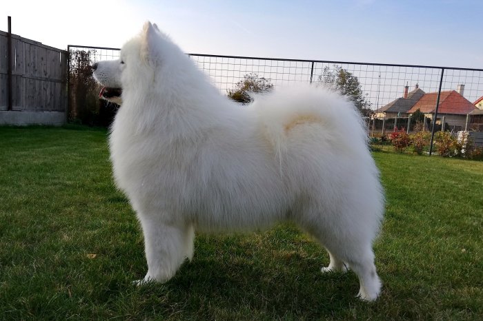 Samojed - Nedakonice (Uherské Hradiště), Prodám | ChovZvířat.cz