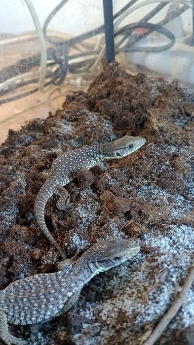 Varan stepní (Varanus exanthematicus) - Pšovlky (Rakovník), Prodám ...